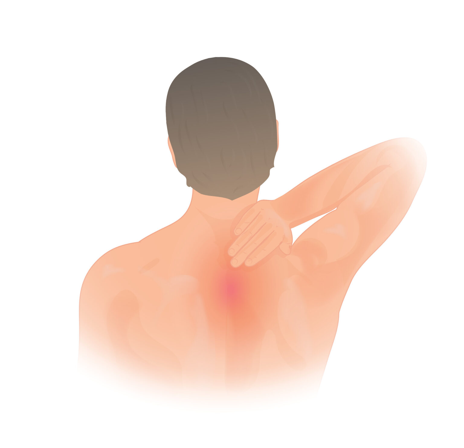 Free Human Anatomy Illustrations - Injurymap